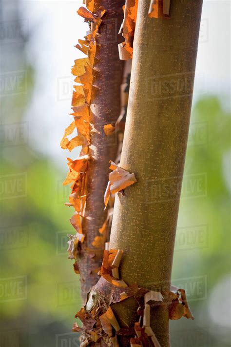 Peeling Bark On A Tree Trunk Japanese Gardens Mayne Island British Columbia Canada Stock