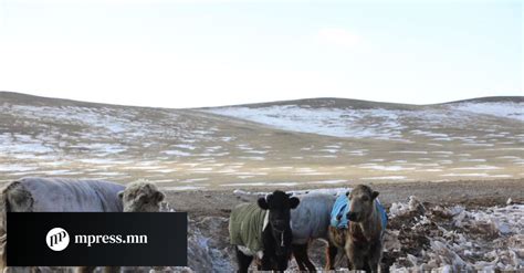 Шар усны үерээс урьдчилан сэргийлэх малын сэг зэм устгал ариутгал халдваргүйжүүлэлт хийх