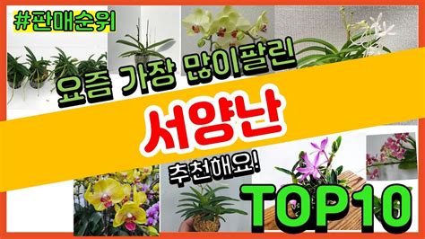 서양난 추천 판매순위 Top10 가격 평점 후기 비교 Youtube