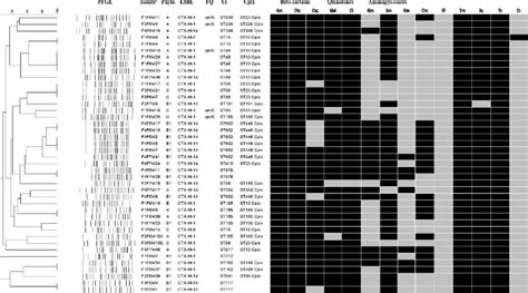 Pfge Dendrogram Illustrating The Phenotypic And Genotypic Relationships