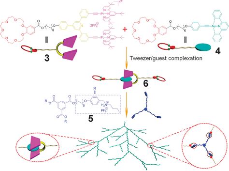 Figure 2 From Supramolecular Polymers Constructed By Orthogonal Self