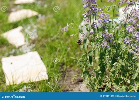 Bumblebee On Blue Flowers In Countryside Garden Bee Pollinating Catnip