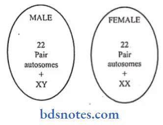 Meiosis Question And Answers BDS Notes