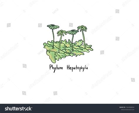 Nonvascular Plant Plant Taxonomy Phylum Hepatophyta Stock Illustration 1564068094 Shutterstock