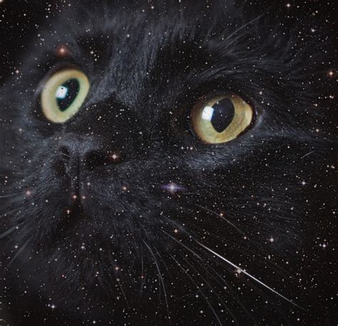 58 best r/starcat images on Pholder | Nebula Cat.