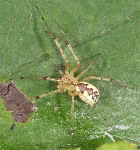 Maryland Biodiversity Project Hammock Spider Pityohyphantes Costatus