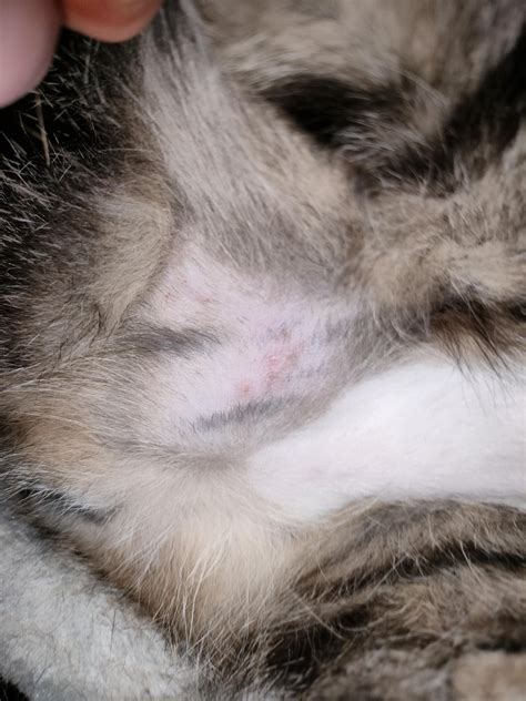 Male Cat Has This Rash And Hair Loss In One Spot Only Any Ideas Why