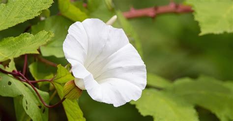 How To Get Rid Of Bindweed The Garden Magazine