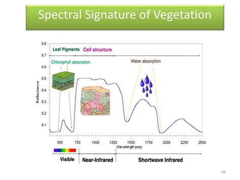 High Throughput Plant Phenotyping In Crop Improvement Pptx