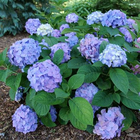 Hydrangea Lets Dance Sky View® Bigleaf Hydrangea Jackson And Perkins