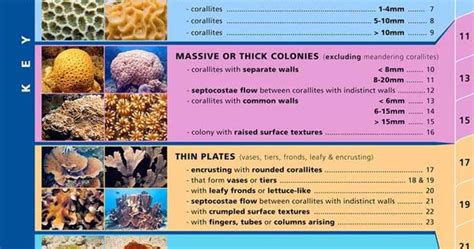 Soft Coral Identification Guide Ljmp