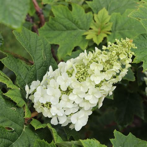 Oakleaf Hydrangea Gatsby Glow Ball™ Proven Winners® Shrubs Proven