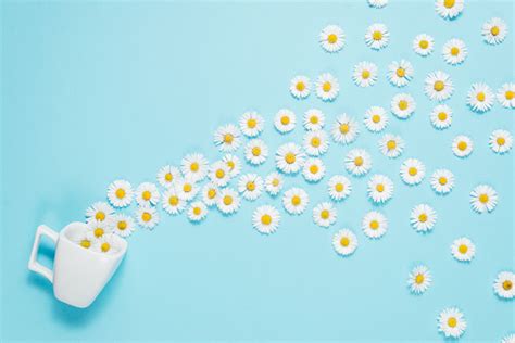 파란색 배경에 흰색 꽃과 커피 또는 차 컵으로 만든 창조적 인 레이아웃 잔을 부 어 참 오 마일 봄 여름 개념입니다 플랫 레이