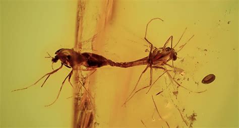 Mating Insects In Amber Only In The Fossilized Tree Resin Amber Is Prehistoric Life Preserved