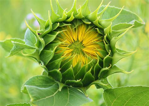 ফুলের ছবি সুন্দর সুন্দর পিক