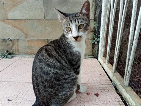 Review Oppo A S Baterai Asik Desain Menarik