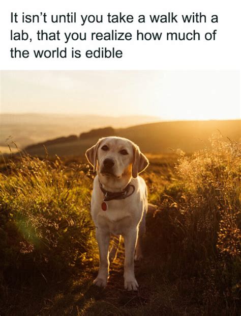 40 “doggo Memes” To Lift Your Spirits Demilked