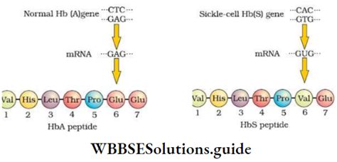 Neet Biology Class 12 Principles Of Inheritance And Variation Notes Wbbse Solutions