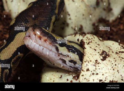 ball python python regius captive hatching from egg native to