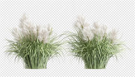 Premium Psd Various Types Of Grass Rendering Isolated