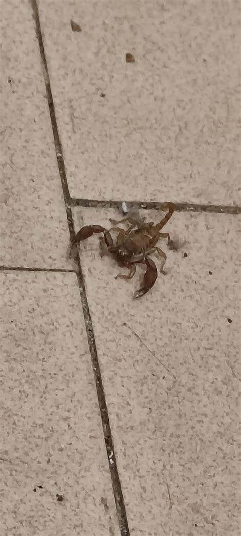 Small Scorpion What To Do Rwhatisthisbug