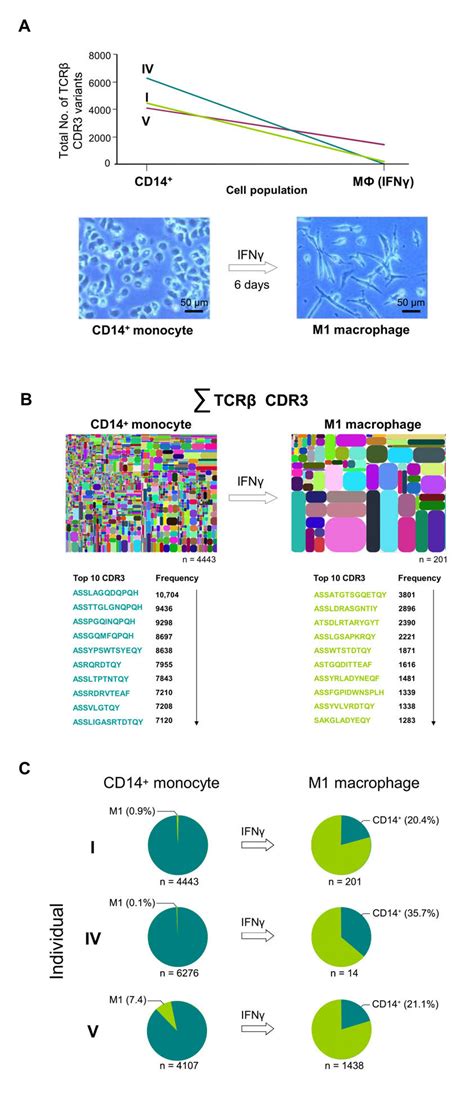 Large Scale Reprogramming Of The Tcrβ Transcriptome Of Monocytes During