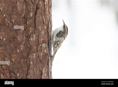 Tree Climbing Bird Hi Res Stock Photography And Images Alamy