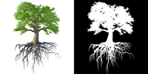 쉽게 격리 3d 그림을 위한 알파 마스크와 흰색 배경에 분리 된 뿌리와 트리 0명에 대한 스톡 사진 및 기타 이미지 0명 3차원 형태 나무 Istock