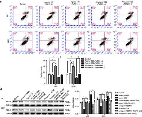 Runt Related Transcription Factor 1 Runx1 Mediated Tumor Suppressive