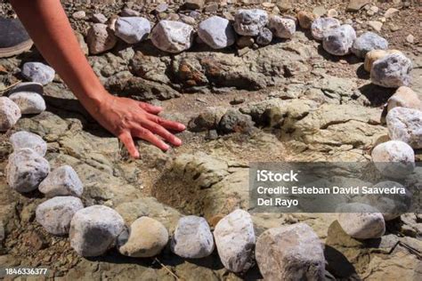 Huellas Petrificadas De Un Dinosaurio Carnívoro Vii Foto De Stock Y Más