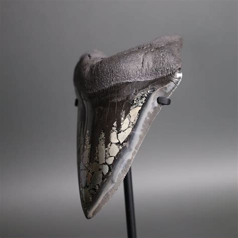 Fossil Stingray Fossil Realm
