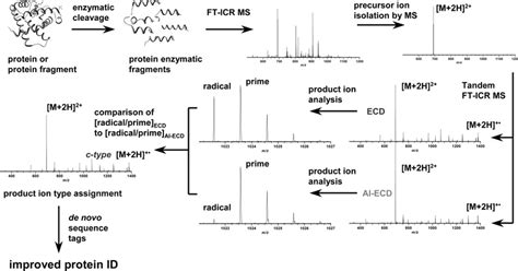 Bottom Up Peptide Sequencing And Protein Identification Strategy Download Scientific Diagram