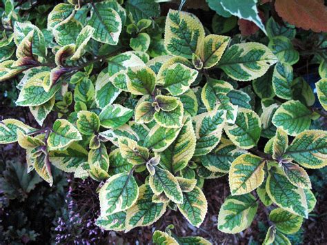 Idyll Haven August Bloom Day And Foliage Follow Up Better Late Than Never