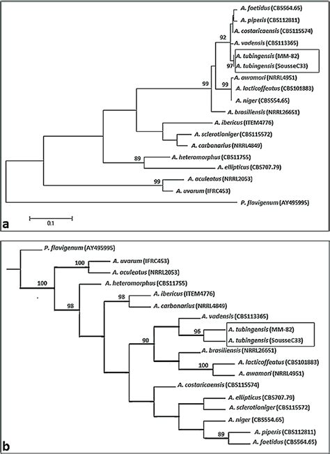 dendrograms constructed using the methods of maximum likelihood and