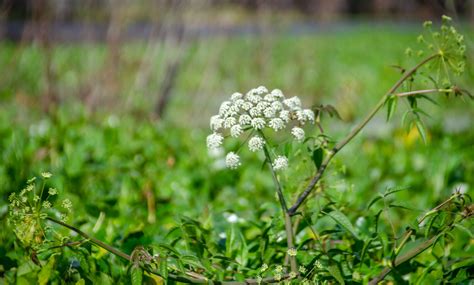 Water Hemlock Florida Paddle Notes