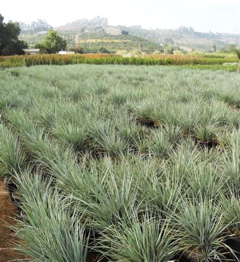 Elymus Condensatus Canyon Prince Leymus Boething Treeland Farms