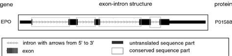 Blat Alignment Of The Reference Mrna Sequence Of Epo With Its Gene