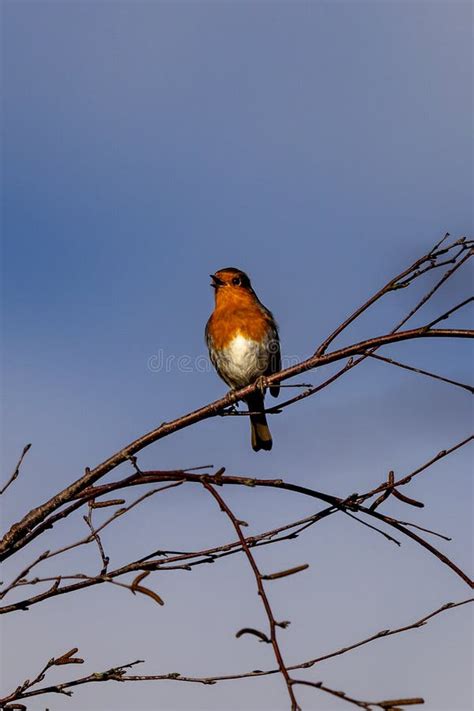 An Erithacus Rubecula Commonly Known As A Robin On A Tree In The Winter Sunshine Stock Image