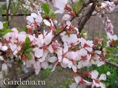 Войлочная вишня