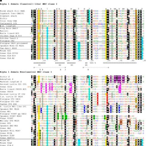 Schematic View Of The Presumable Evolution Of Classical Mhc Class I Download Scientific Diagram
