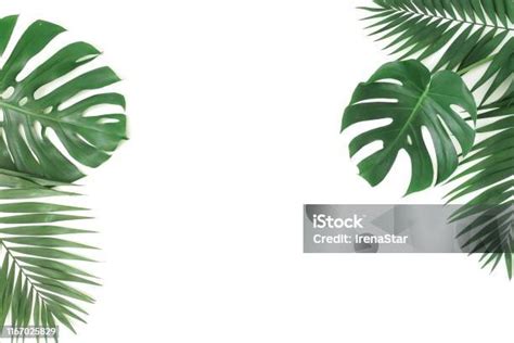 열대 녹색 야자수 몬스터 잎 흰색 배경에 고립 된 가지 패턴 Top Viewcopy Spaceabstract 0명에 대한 스톡