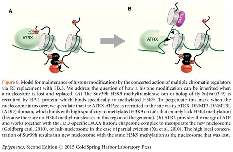 Histone Variants And Epigenetics