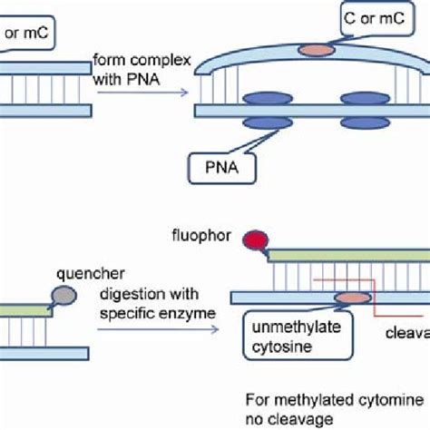 Protocol Of Pna Based Methylation Detection Download Scientific Diagram