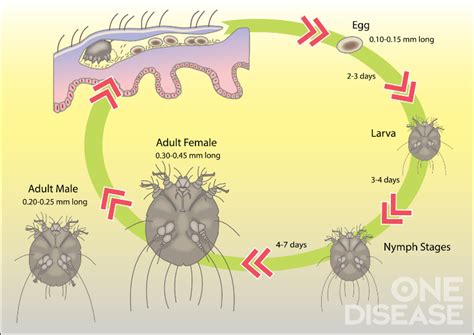 Scabies Life Cycle Diagram