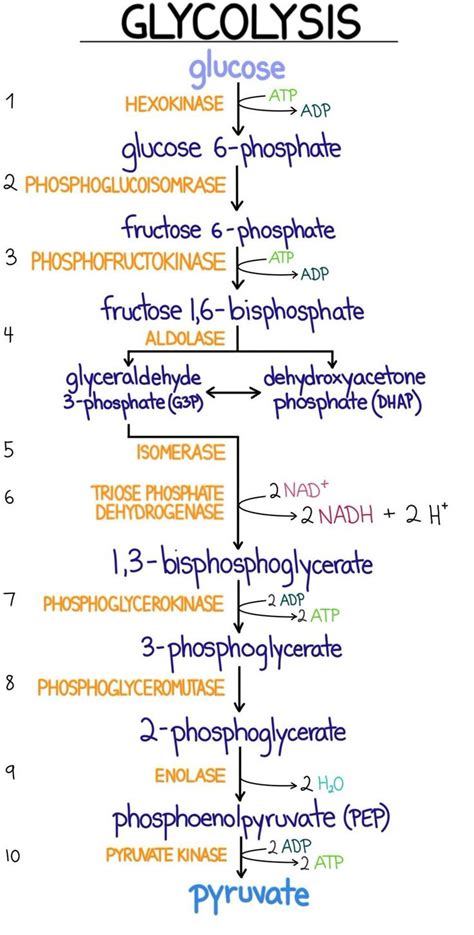 Glycolysis Diagram With Enzymes