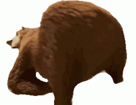 Bear Shaking Sticker Bear Shaking Some Discover Share Gifs