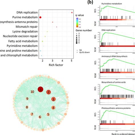 Comparative Transcriptomic Analysis Between Mixotrophy And Autotrophy Download Scientific