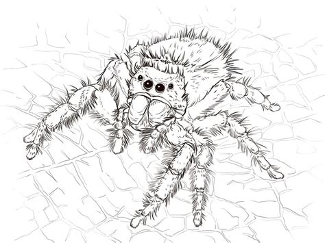 Halloween Spinne Ausmalbilder Kostenlos Herunterladen Ausdrucken Oder