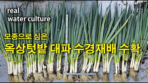 144텃밭작물 대파키우기 대파모종 부터 수경재배로 키워 대파수확 너무 쉬워요 Youtube