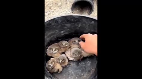 These Owls Album On Imgur